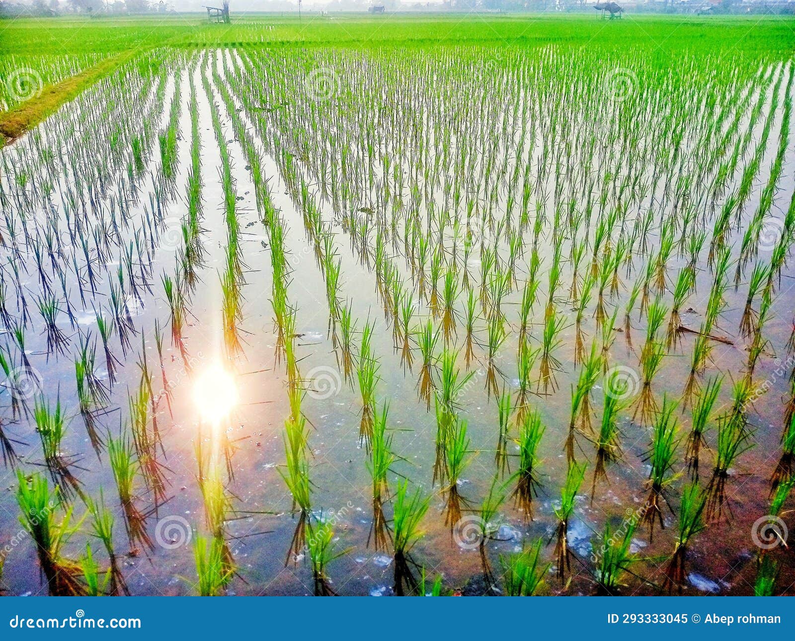 The Green of Newly Planted Rice Fields Stock Image - Image of fields ...