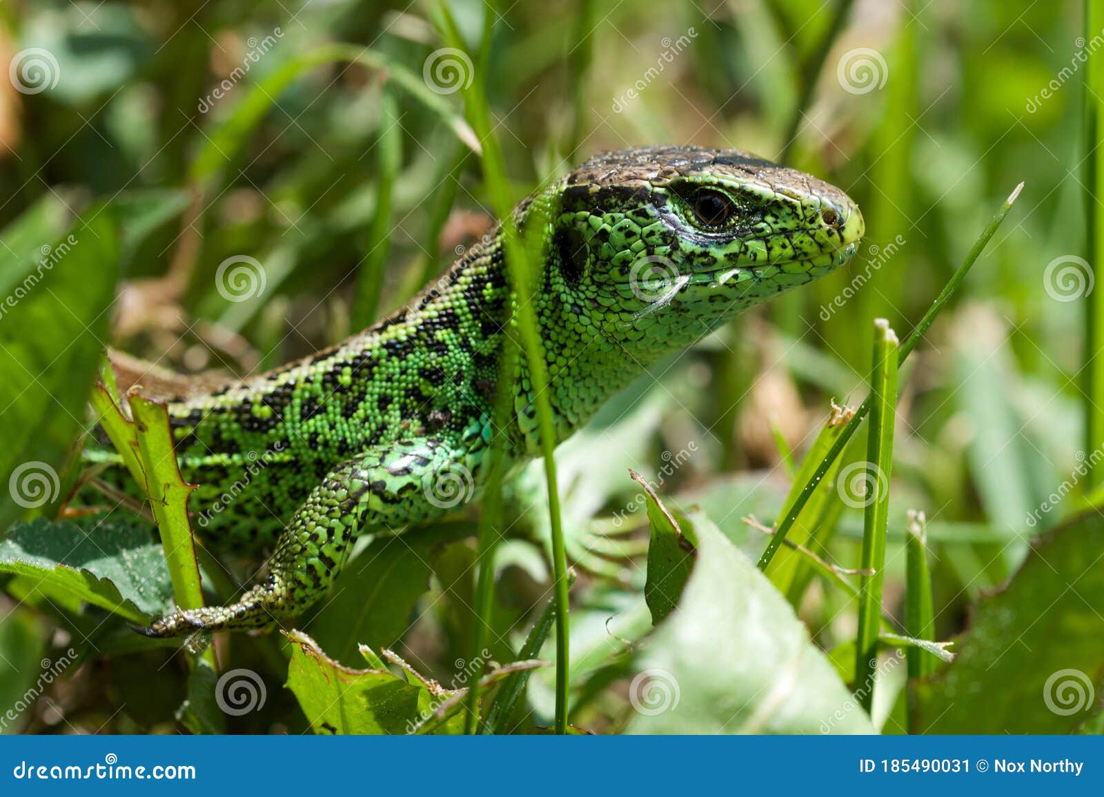 Green Nice Lizard in the Grass. Stock Image - Image of lizzards ...