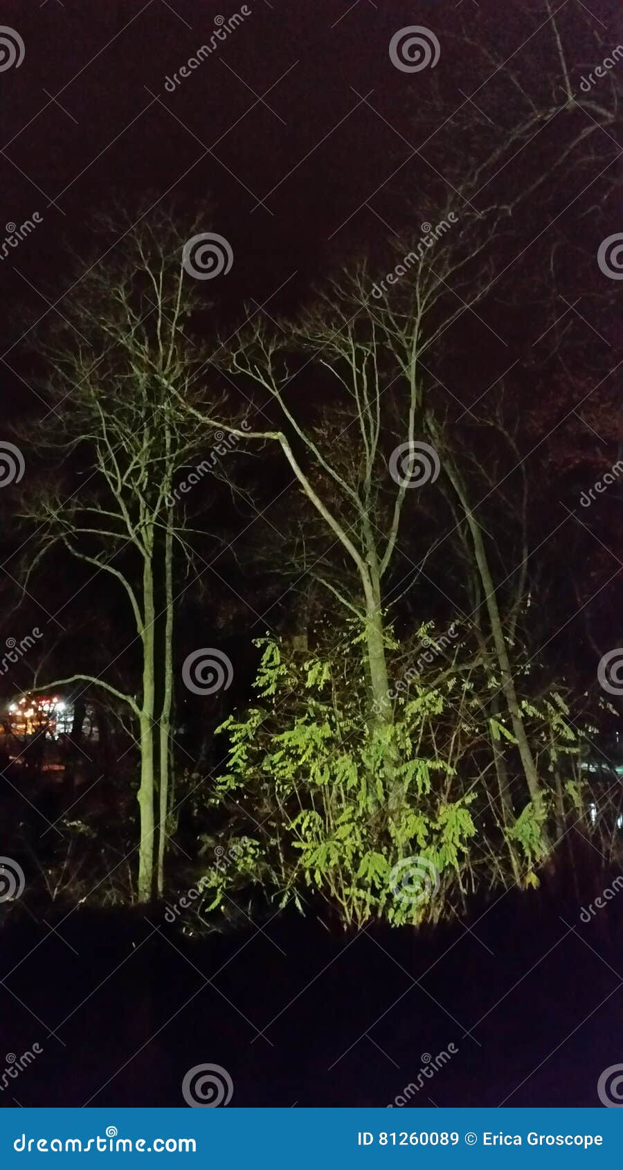 Green night time trees stock image. Image of time, creepy - 81260089