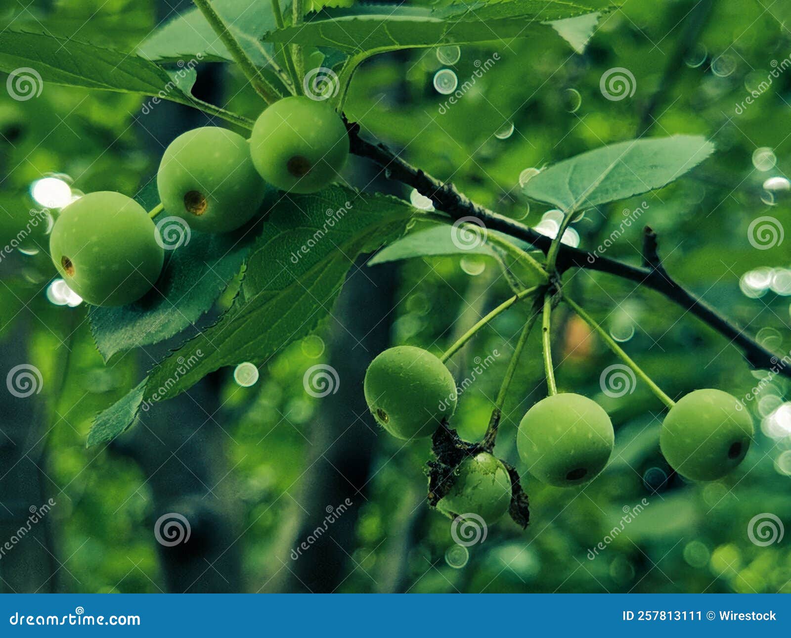 Green Non-ripe Fig on the Tree Stock Image - Image of crop, healthy ...
