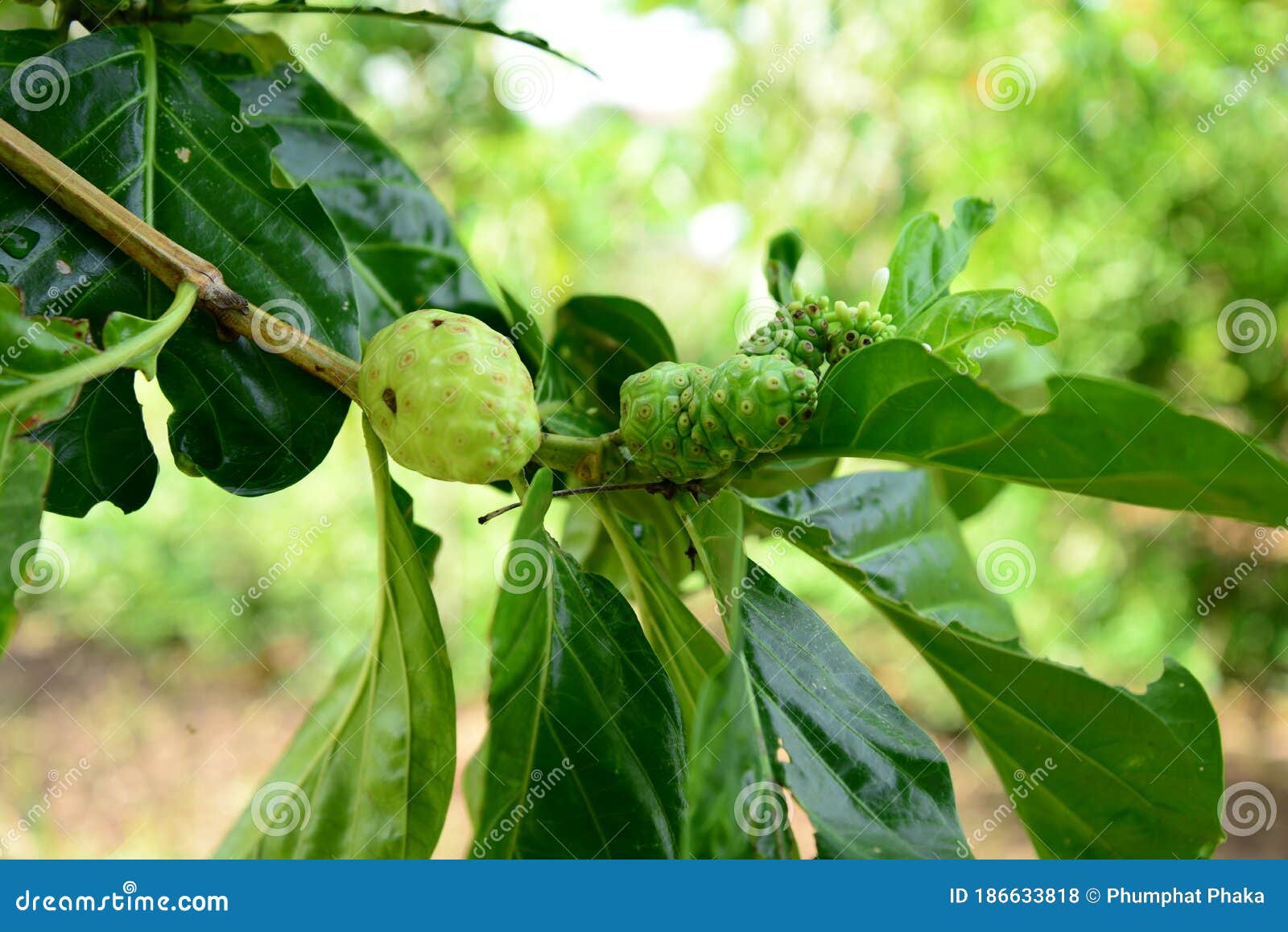 Green Noni on branch tree stock photo. Image of farm - 186633818