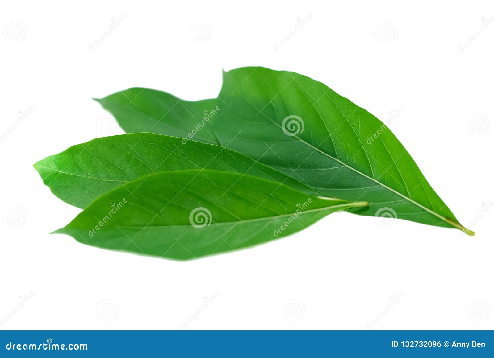 Noni or Morinda Leaf Isolated on White Stock Photo - Image of exotic ...