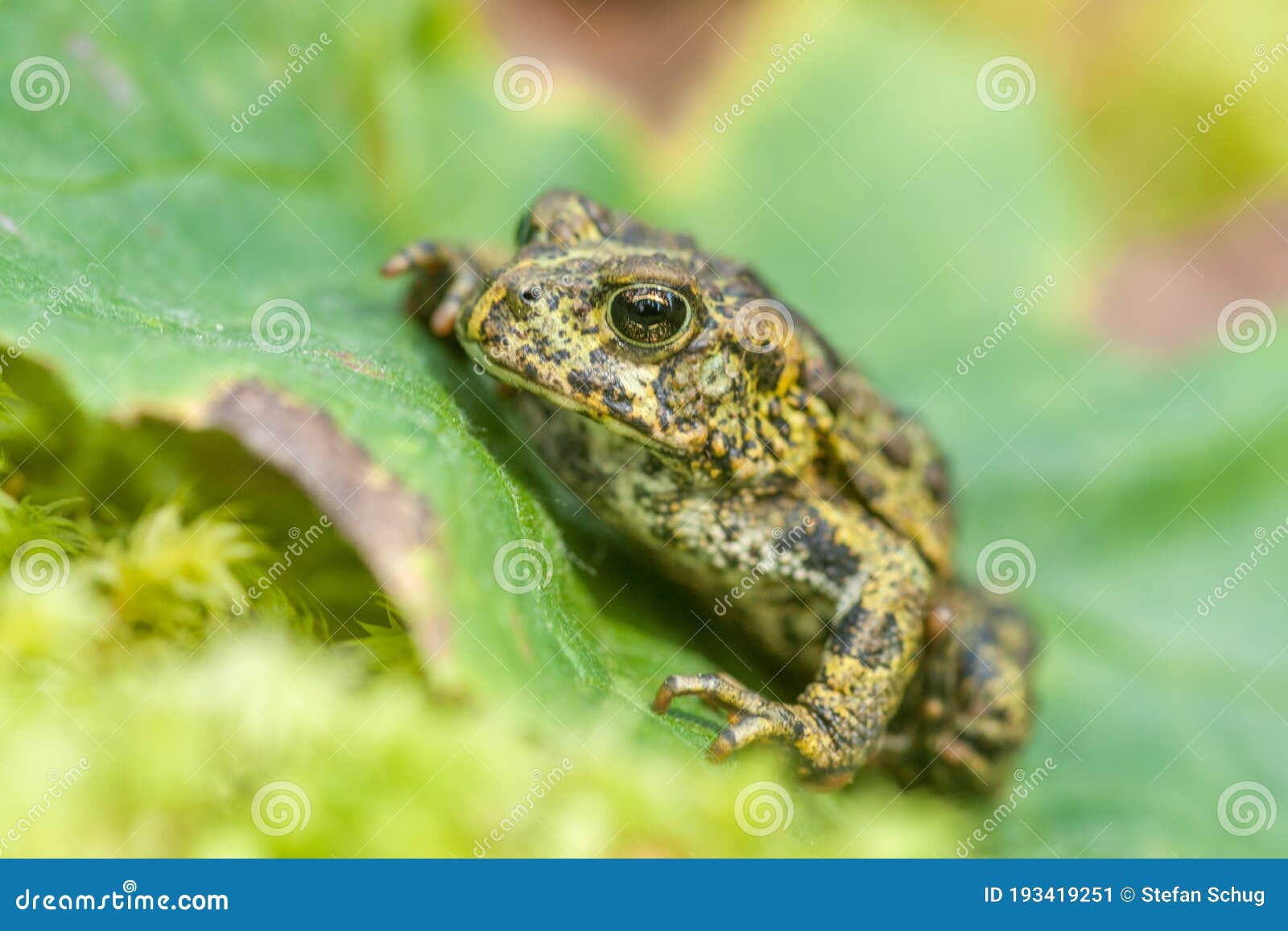 Northern Toad Under Brittle Gill Mushroom Royalty-Free Stock ...