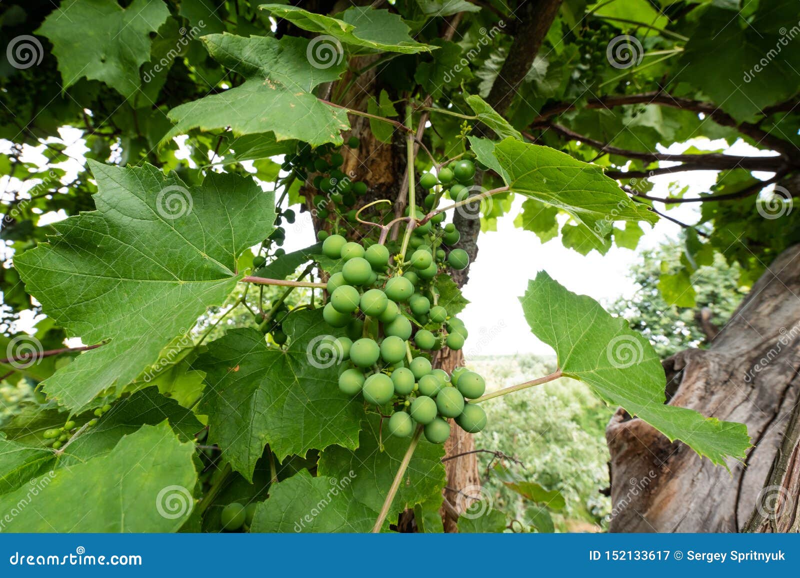 Green Not Ripe Grapes on a Bush Stock Image - Image of berries, garden ...