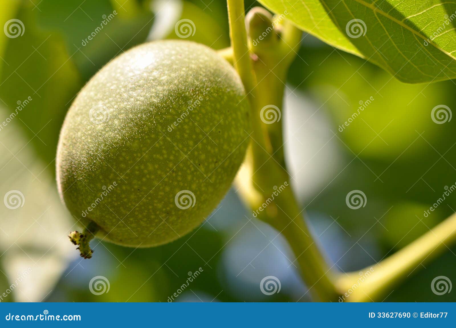 Green nut details stock photo. Image of background, industries - 33627690