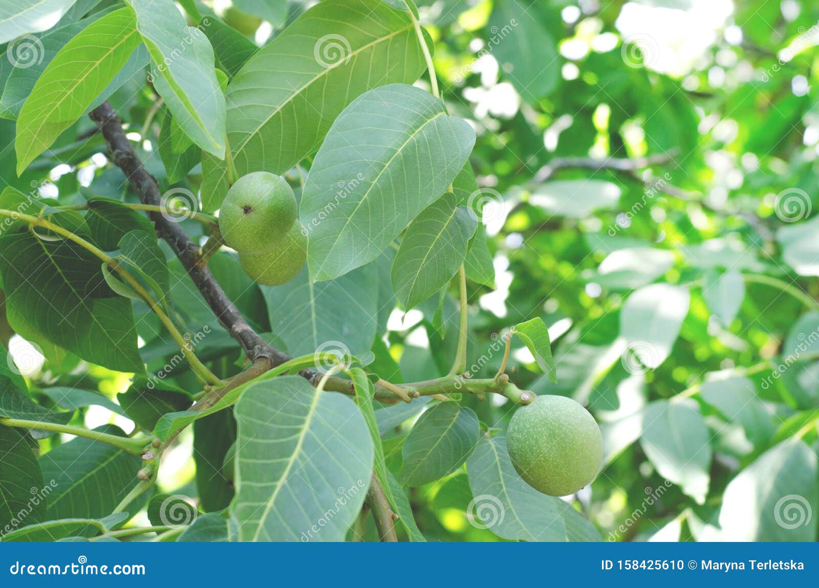 Green Nut Fruit Hanging on a Tree Stock Photo - Image of farm, close ...