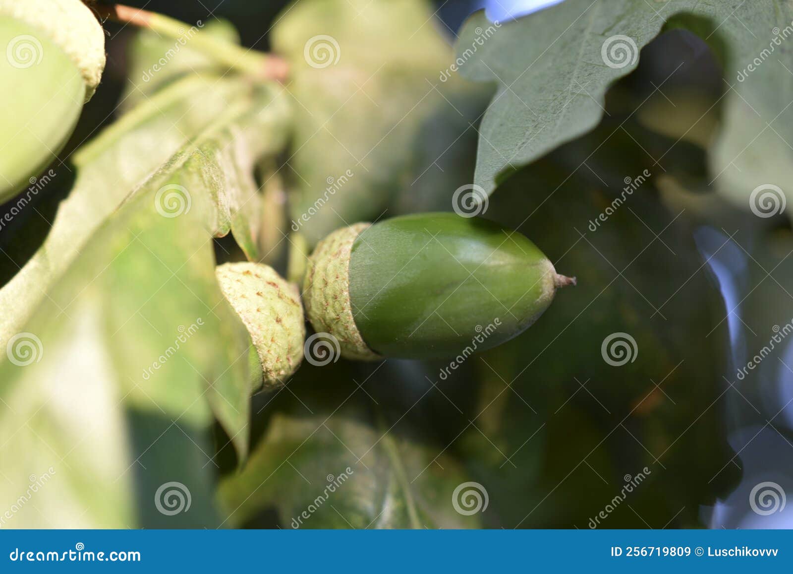 Green Nuts Acorns of Oak on a Tree. Beautiful Oak Seeds Stock Image ...