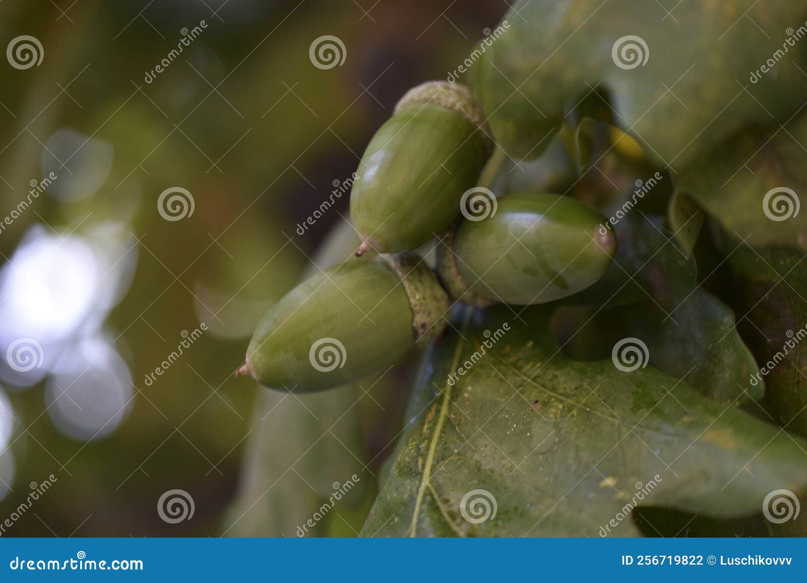 Green Nuts Acorns of Oak on a Tree. Beautiful Oak Seeds Stock Photo ...