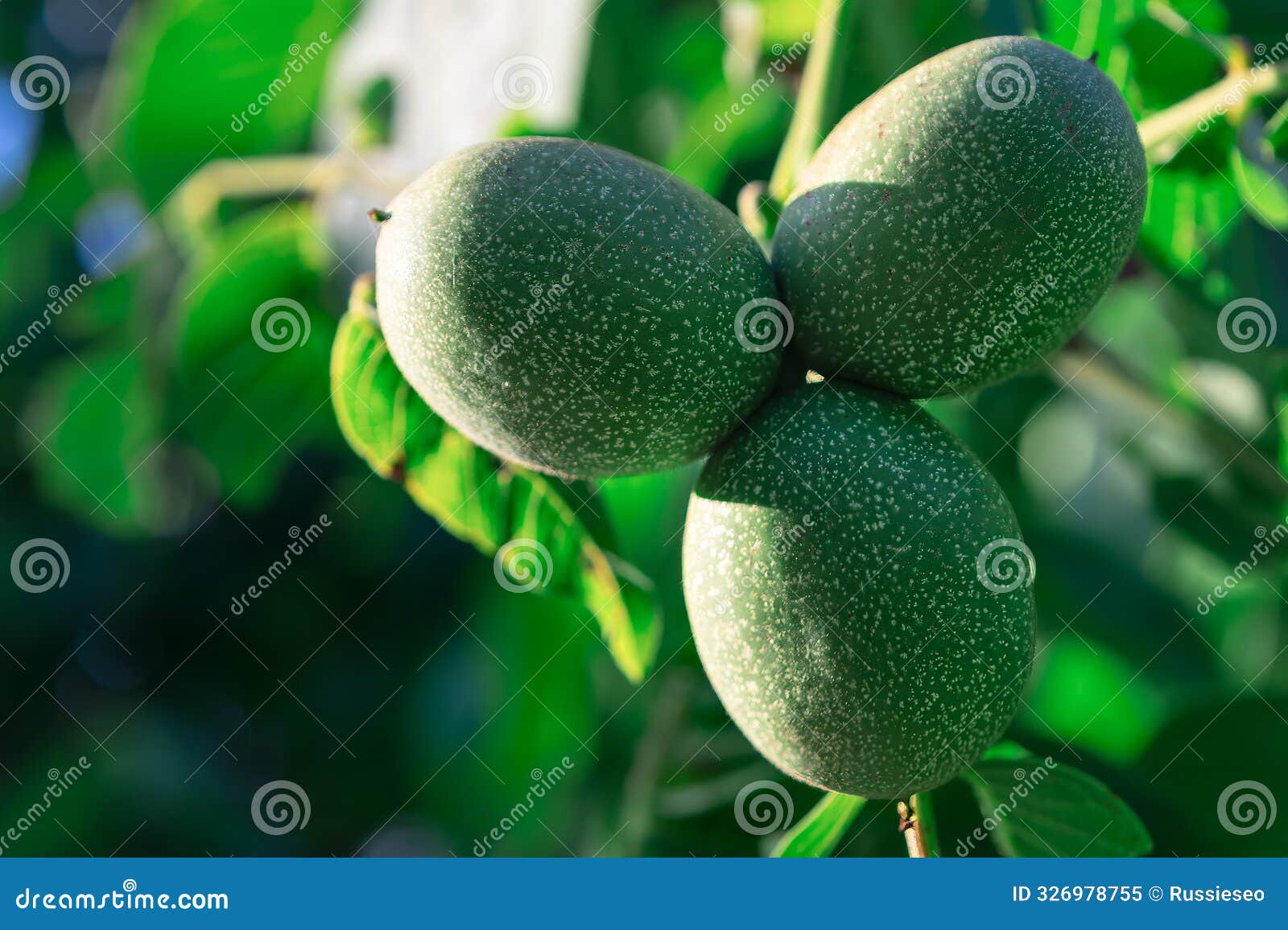 Green Nuts are Hanging from a Tree Stock Image - Image of nutrition ...