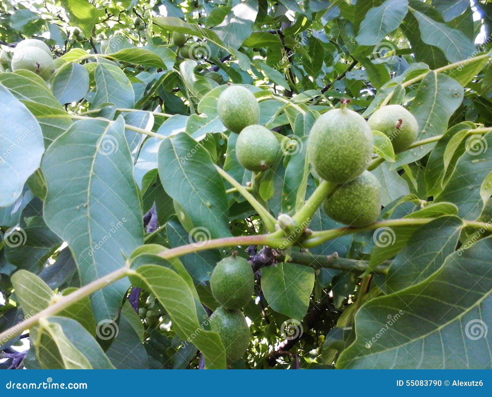 Green nuts stock photo. Image of peeled, nature, nutrition - 55083790