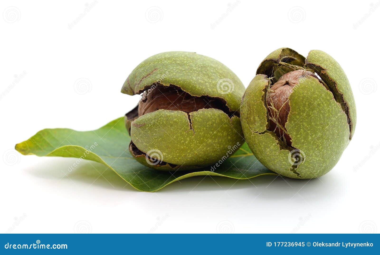 Green nuts with leaves stock image. Image of closeup - 177236945