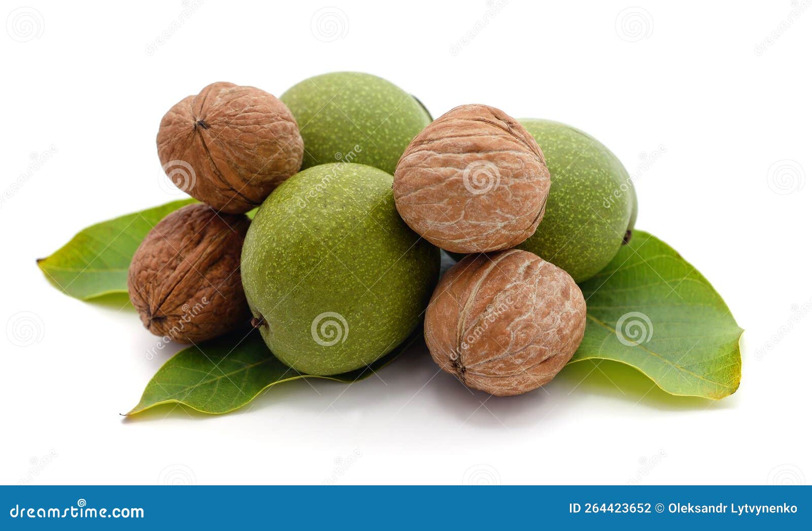 Green nuts with leaves stock photo. Image of autumn - 264423652