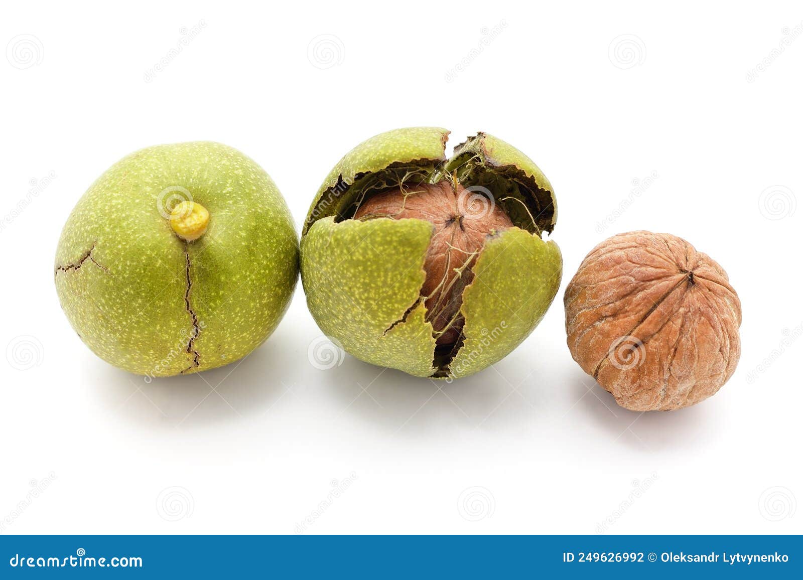 Green nuts in shell stock photo. Image of green, cracked - 249626992