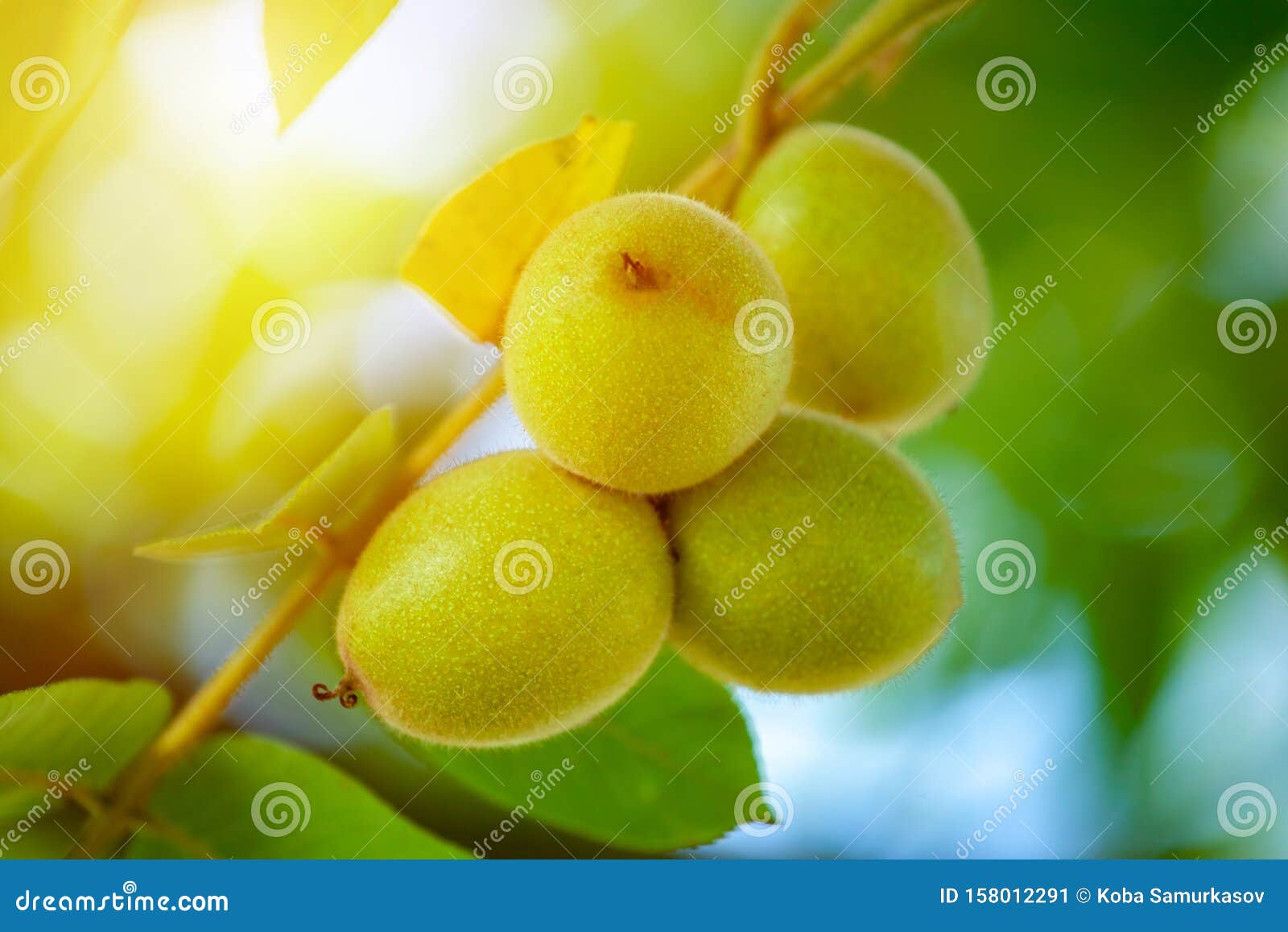 Green Nuts on a Tree. a Lot of Nuts on a Tree Stock Image - Image of ...
