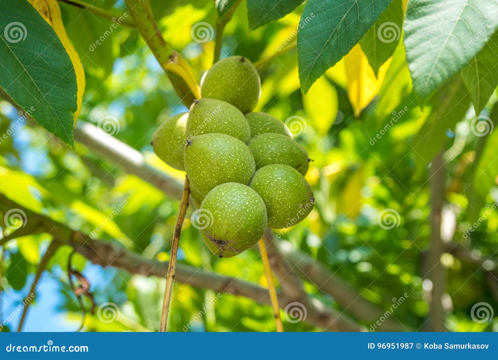 Green Nuts on a Tree. a Lot of Nuts on a Tree, Nature Stock Image ...