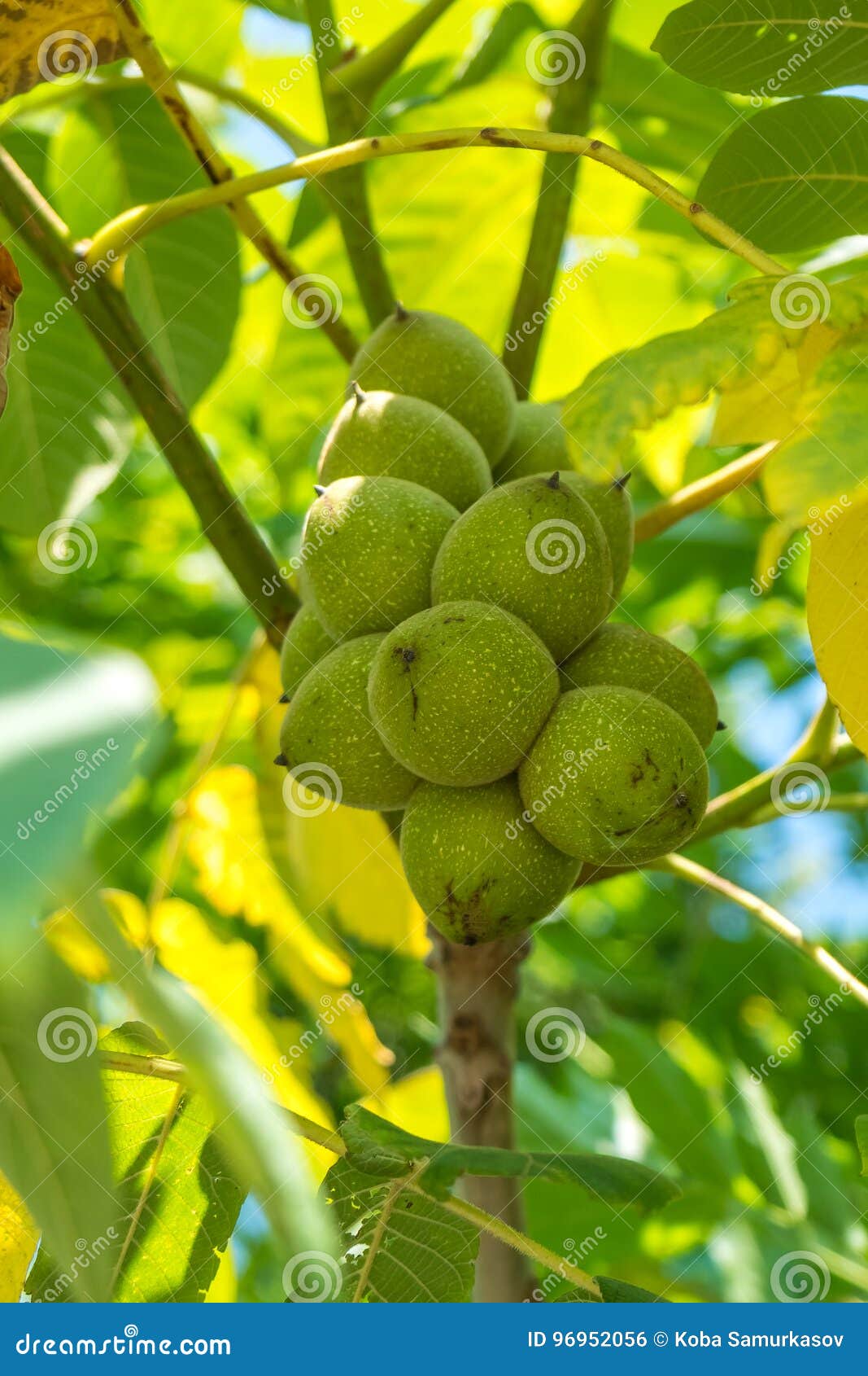 Green Nuts on a Tree. a Lot of Nuts on a Tree, Nature Stock Photo ...
