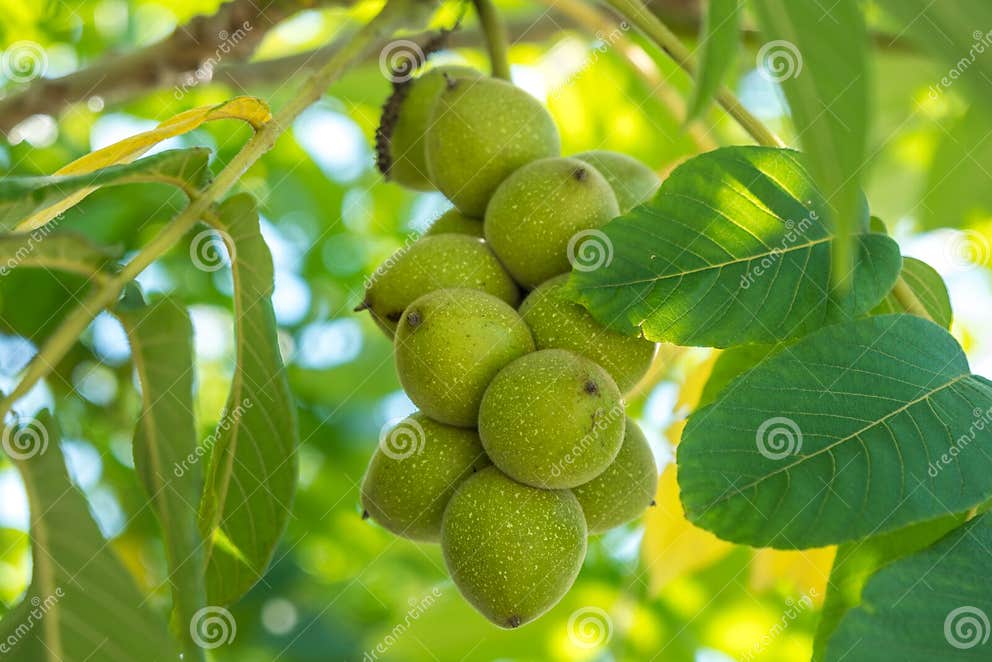 Green Nuts on a Tree. a Lot of Nuts on a Tree, Nature Stock Image ...