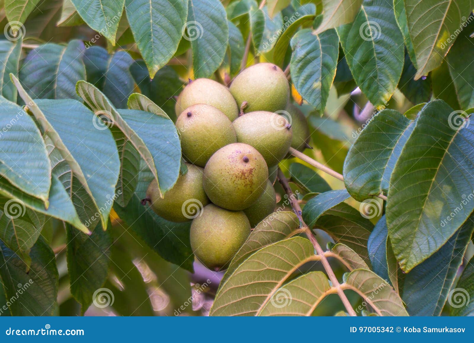 Green Nuts on a Tree. a Lot of Nuts on a Tree, Nature Stock Photo ...