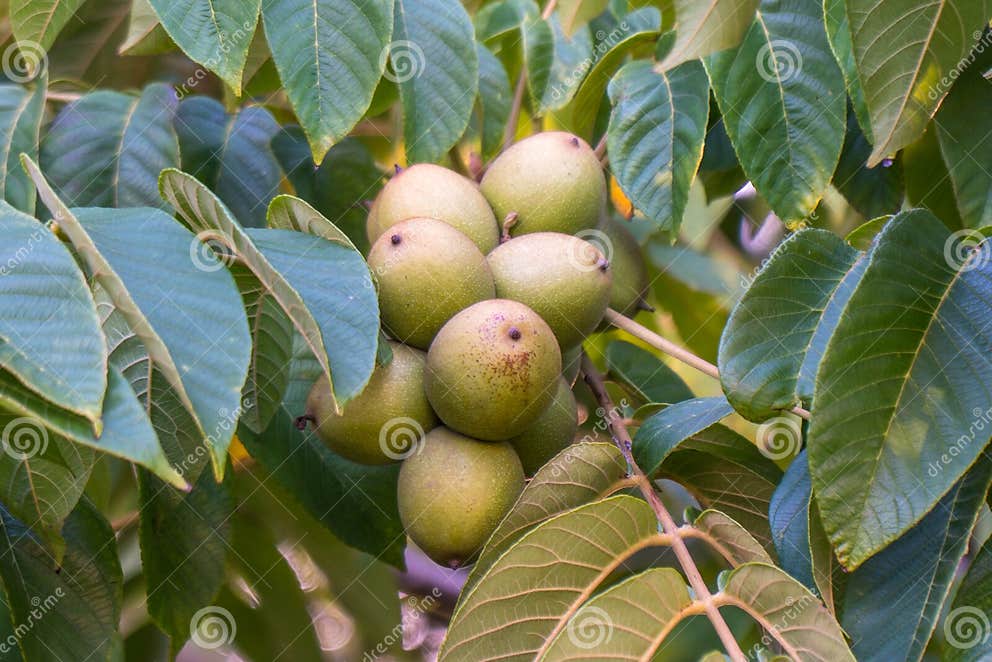 Green Nuts on a Tree. a Lot of Nuts on a Tree, Nature Stock Photo ...