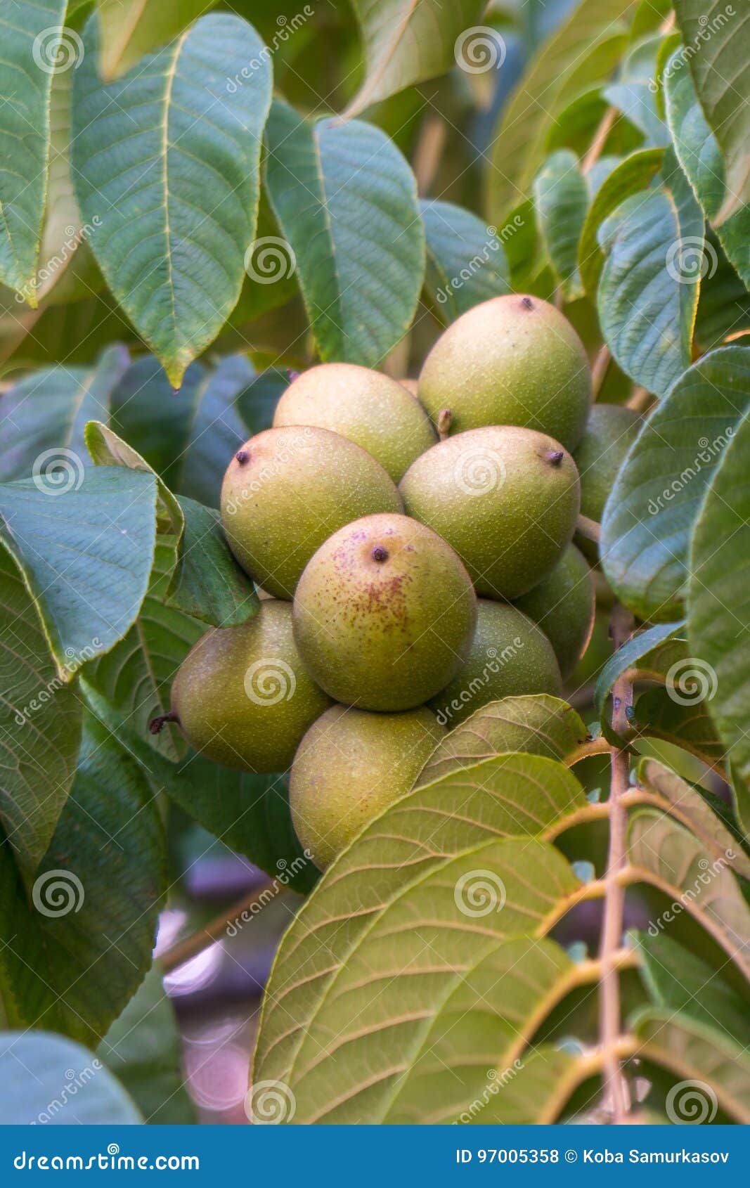 Green Nuts on a Tree. a Lot of Nuts on a Tree, Nature Stock Photo ...