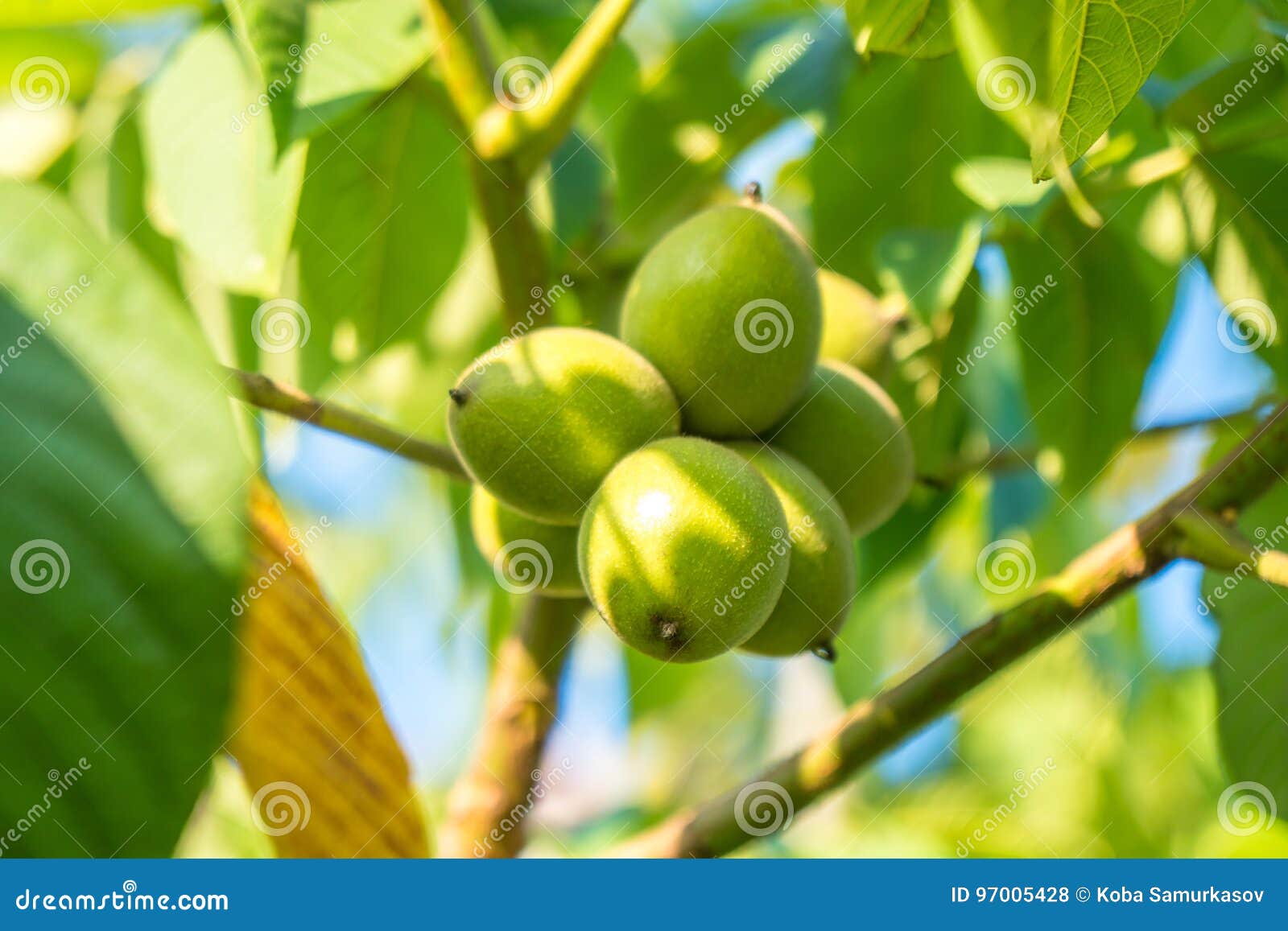 Green Nuts on a Tree. a Lot of Nuts on a Tree, Nature Stock Photo ...