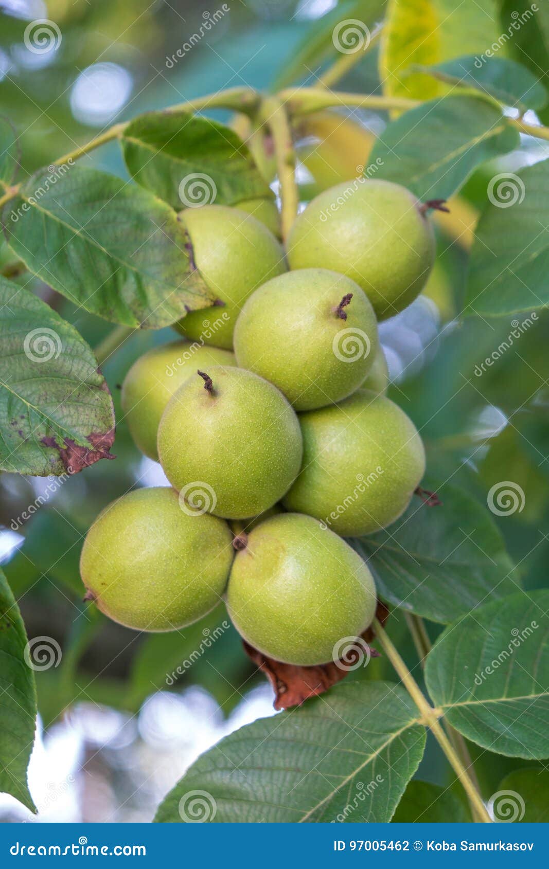 Green Nuts on a Tree. a Lot of Nuts on a Tree, Nature Stock Photo ...
