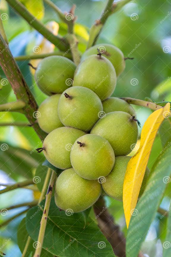 Green Nuts on a Tree. a Lot of Nuts on a Tree, Nature Stock Photo ...