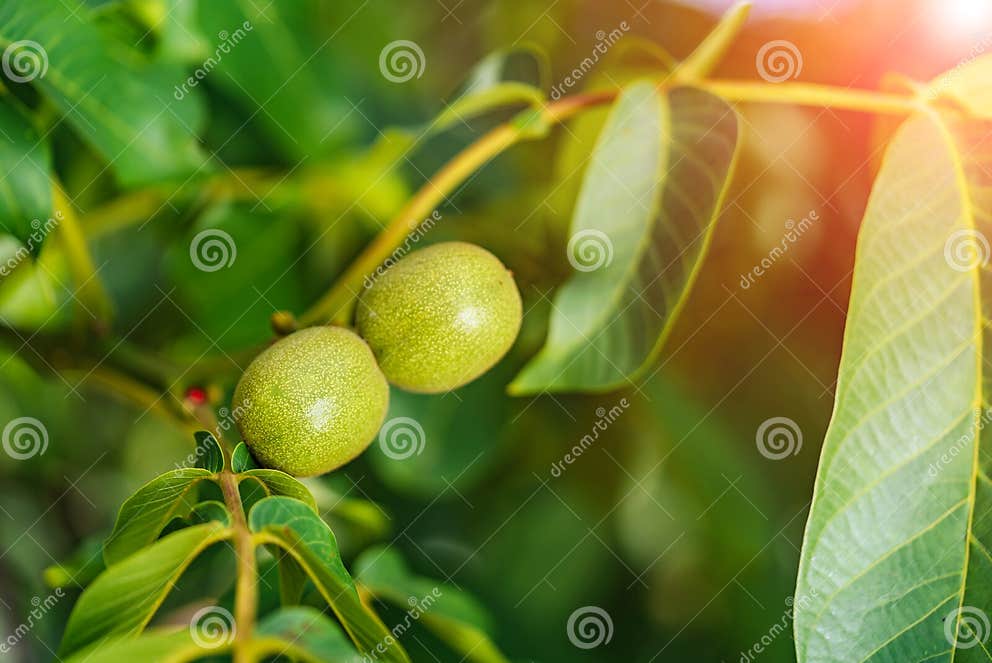 Green Nuts on a Tree. a Lot of Nuts on a Tree on a Sunny Day Stock ...