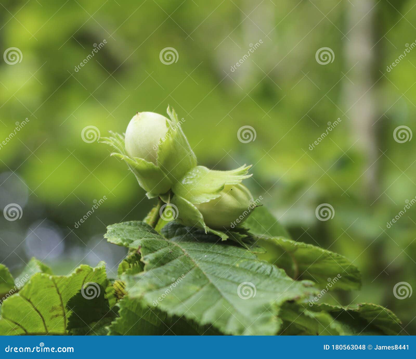 Green nuts on a tree stock photo. Image of ingredient - 180563048