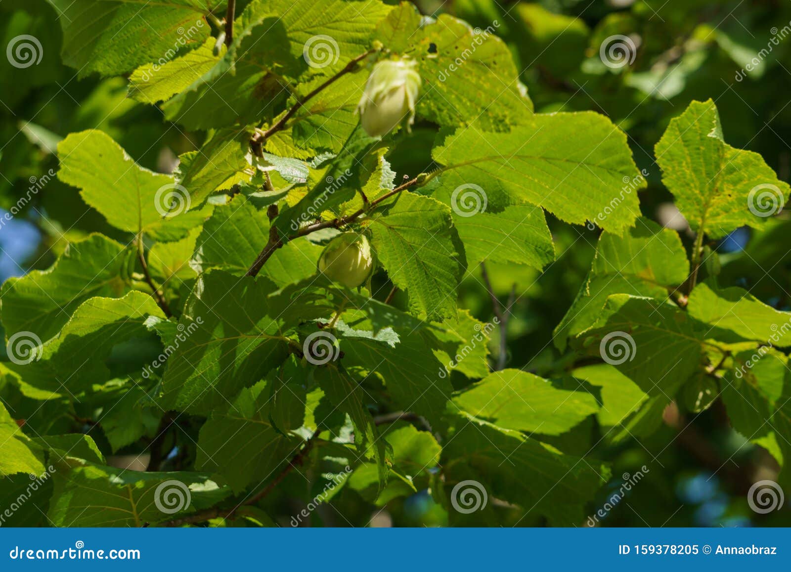 Green Nuts on a Tree in the Midst of Green Leaves Stock Image - Image ...