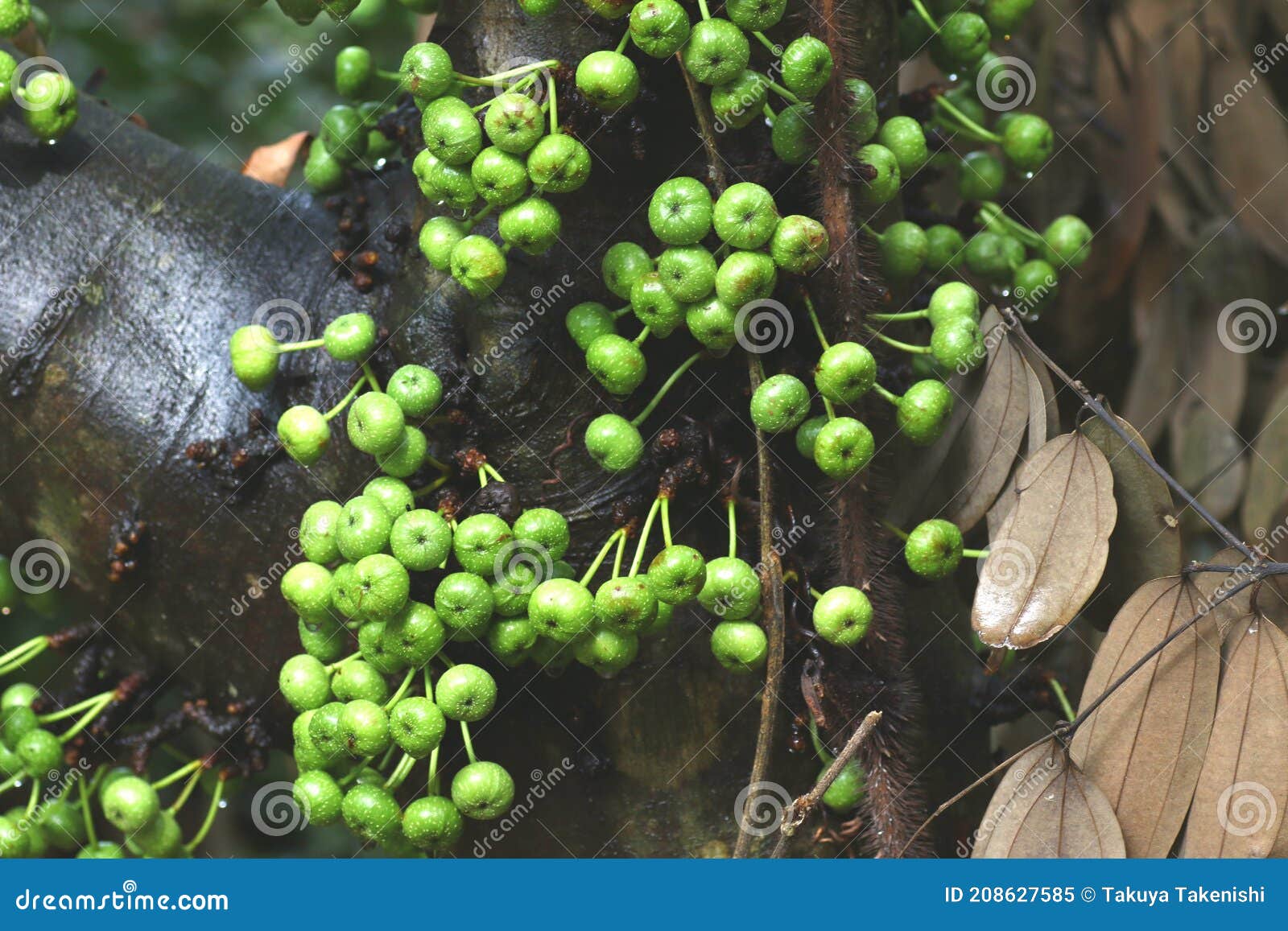 Green Nuts on the Tree stock image. Image of nature - 208627585