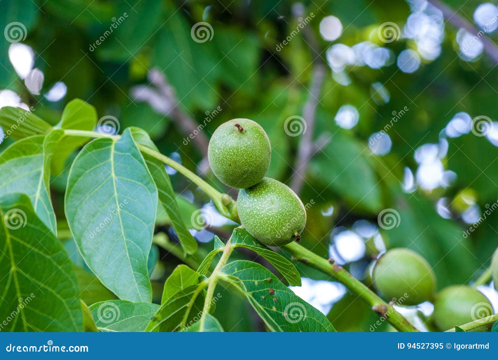 Green nuts on the tree stock image. Image of season, close - 94527395