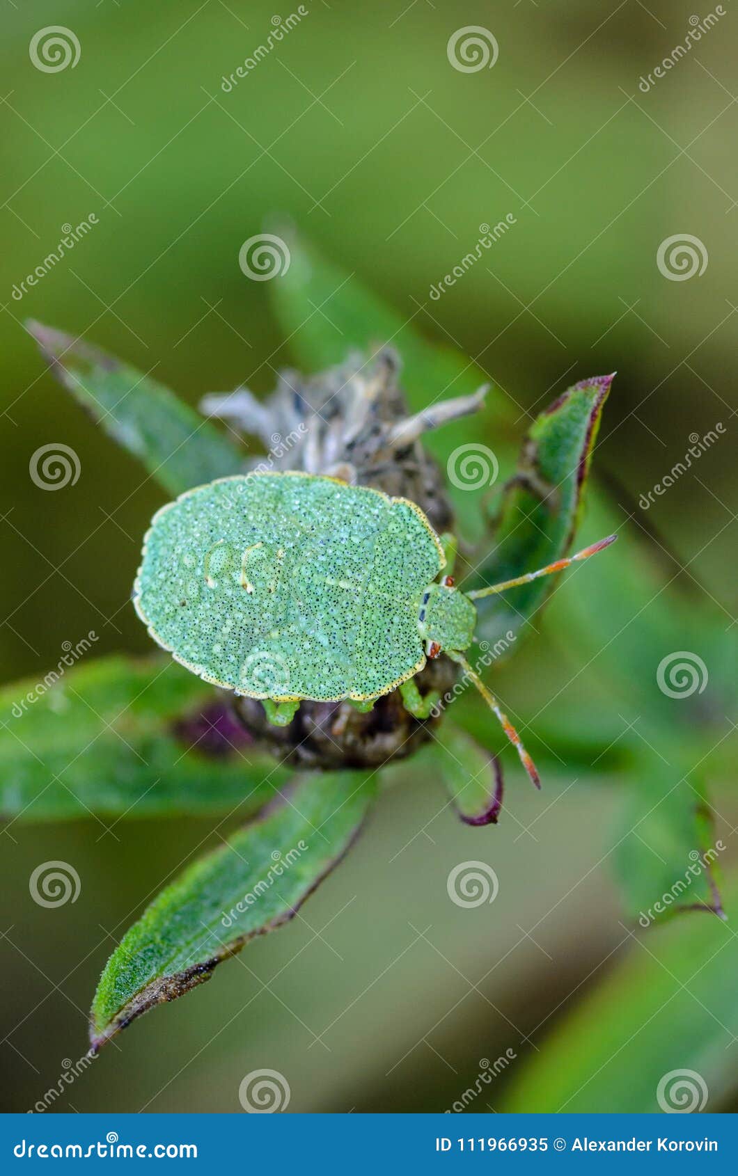 Green Nymph Bug with Black Dots on a Shell Sits on a Leaf of Grass ...