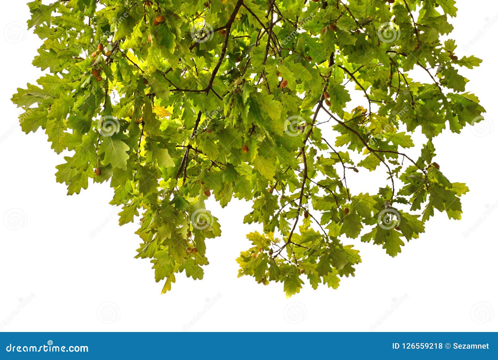 Green Oak Branch with Acorns.isolated White Background Stock Photo ... Green Oak Branch with Acorns.isolated White Background Stock Photo ...