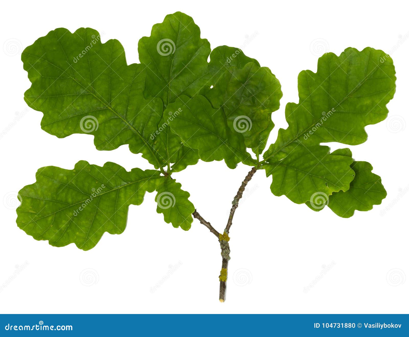 Green oak branch isolated stock photo. Image of environmental - 104731880
