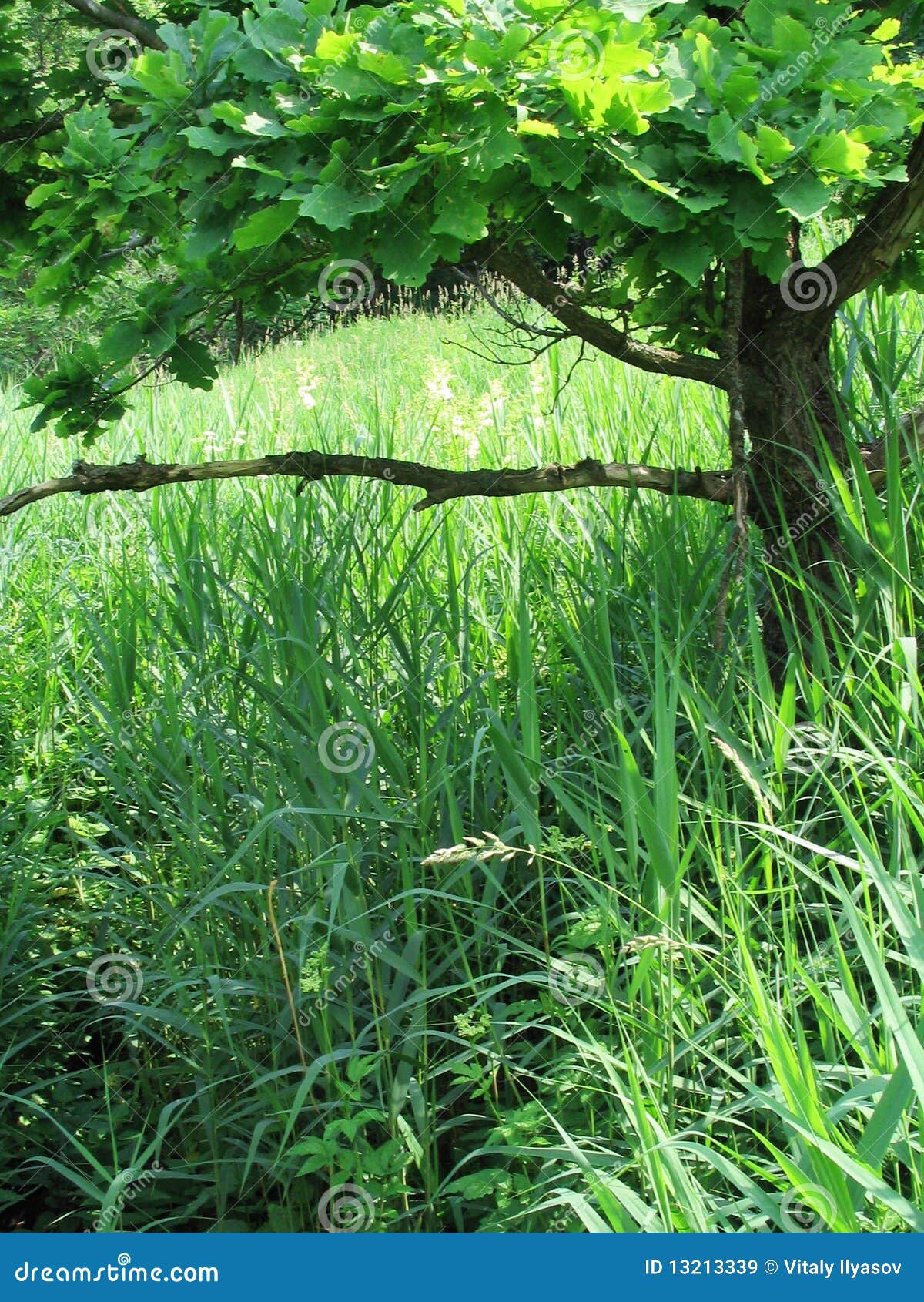 Green Oak Branches and Grass Reeds Stock Image - Image of life, live ...