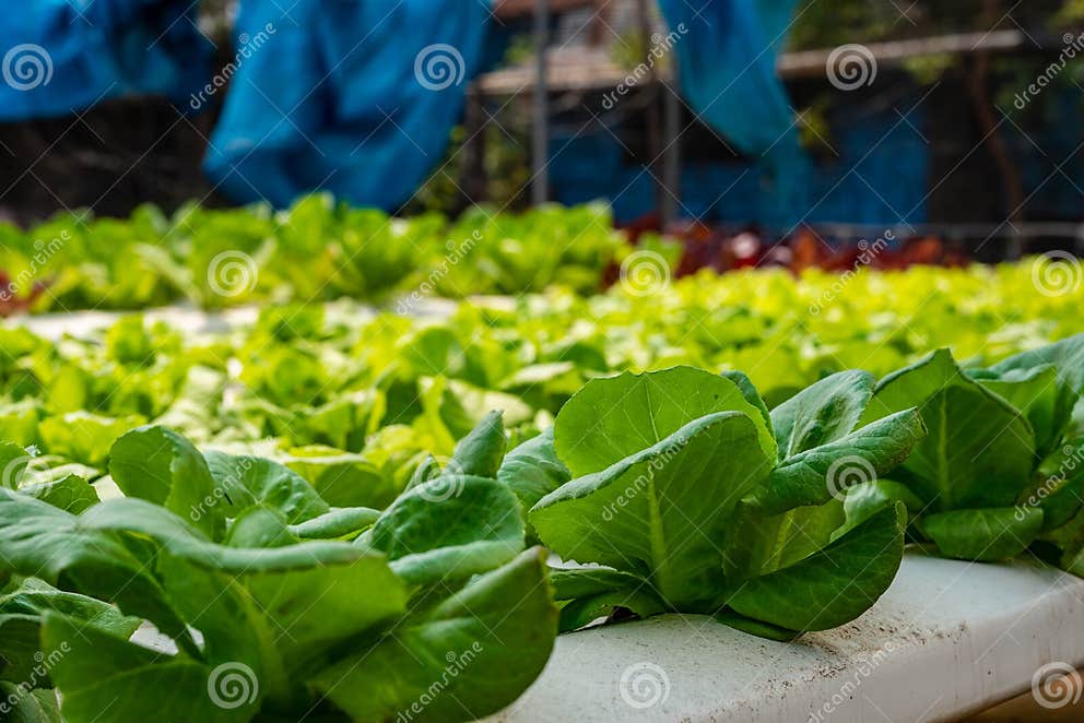 Green Oak Growing in a Trough Planted in a Hydroponic System Stock ...