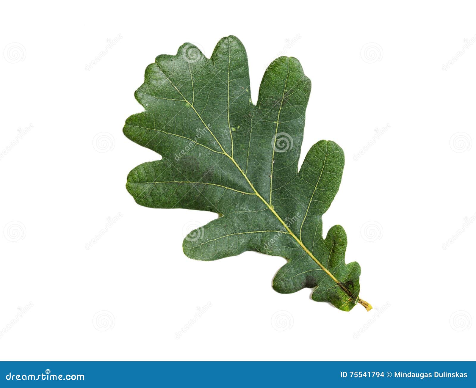 Green Oak Leaf with Texture Isolated on White Background. Stock Photo ...