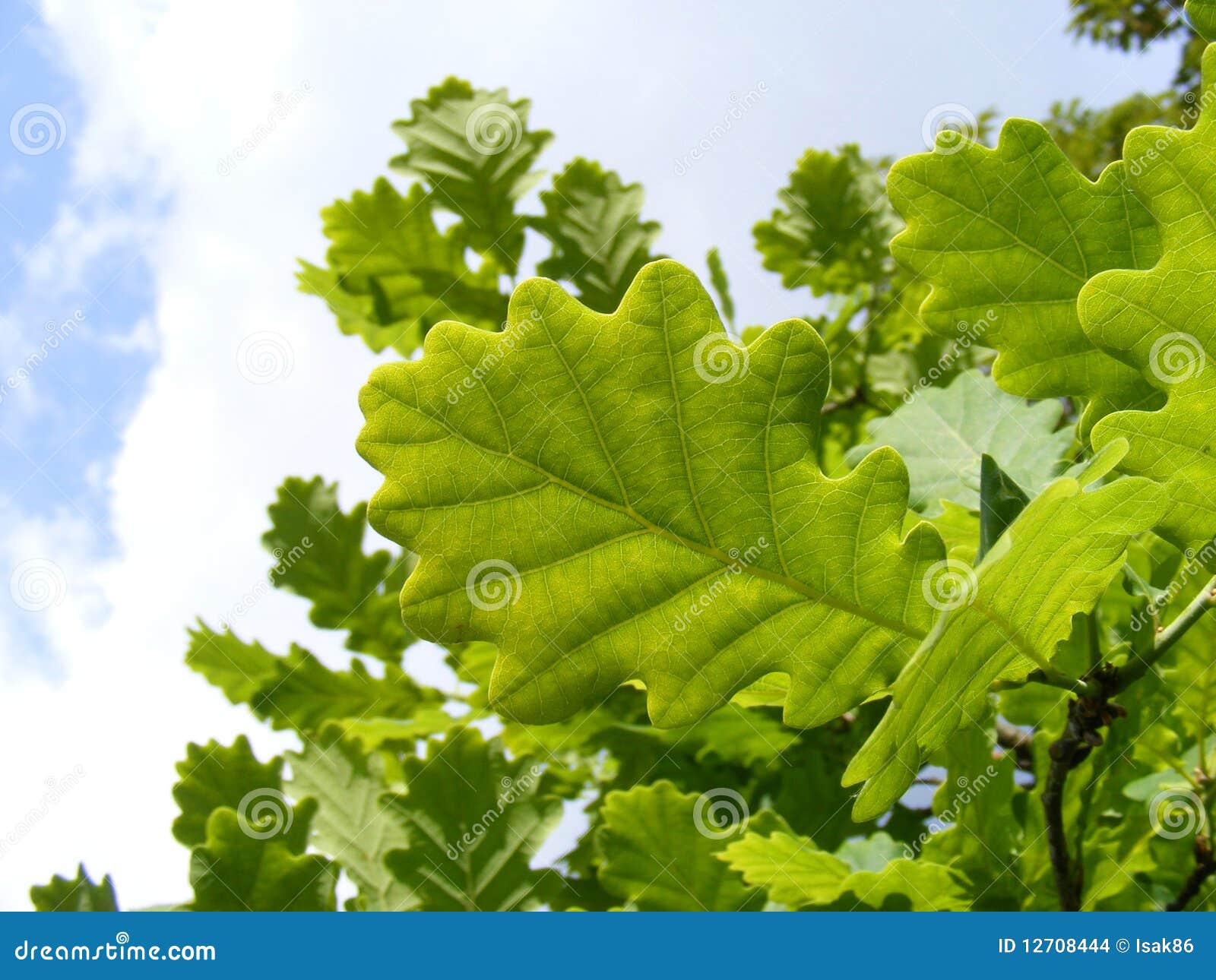 Green oak leaves stock photo. Image of background, spring - 12708444
