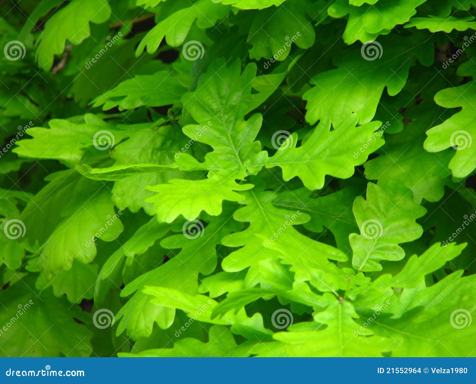 Green oak leaves stock photo. Image of vein, background - 21552964