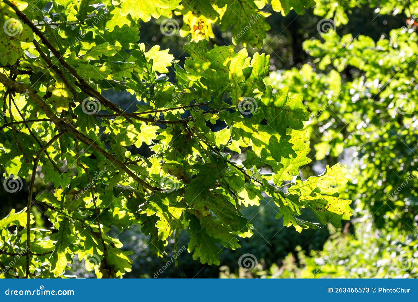 Green Oak Leaves on Branches Close Up Stock Image - Image of natural ...
