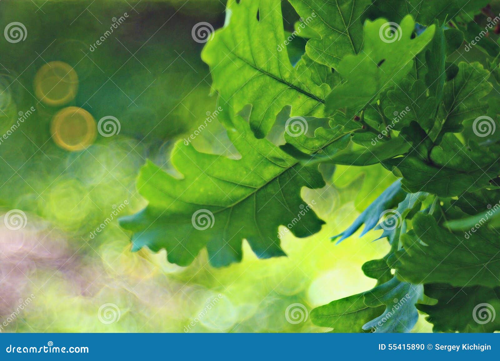 Green oak leaves stock photo. Image of outdoor, color - 55415890