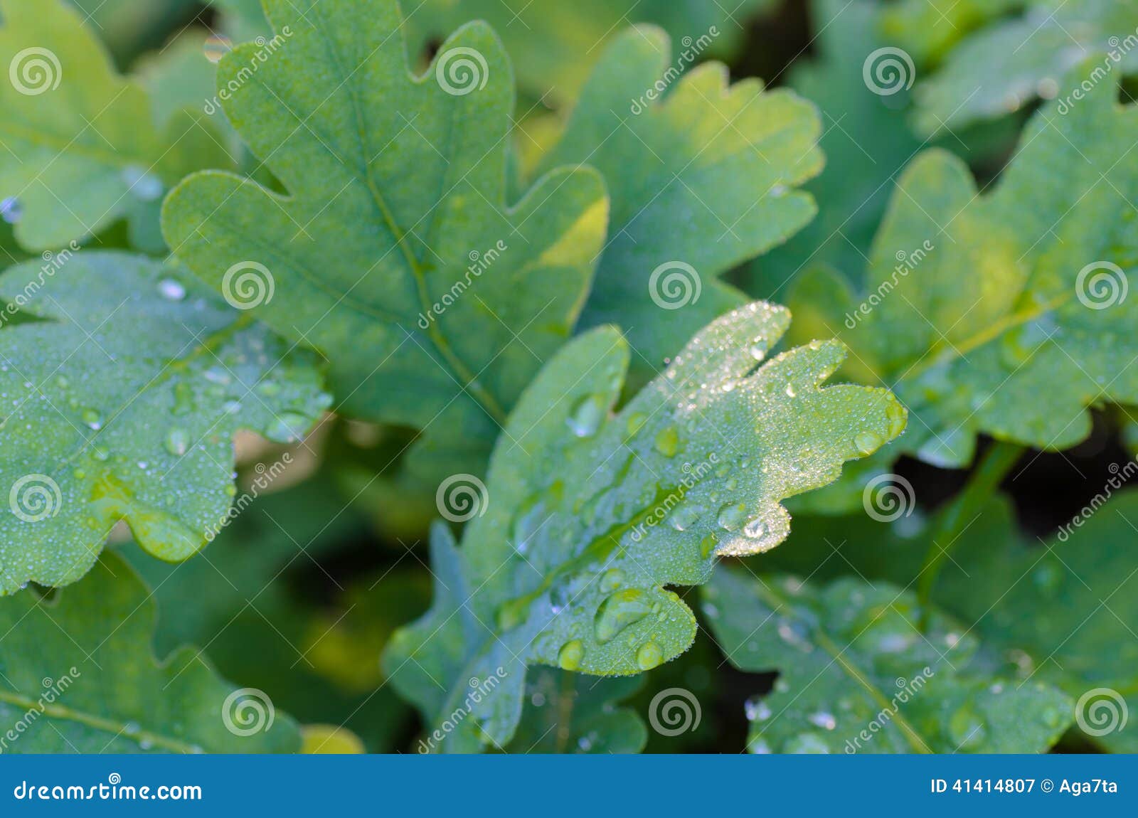 Green oak leaves stock image. Image of chlorophyll, macro - 41414807