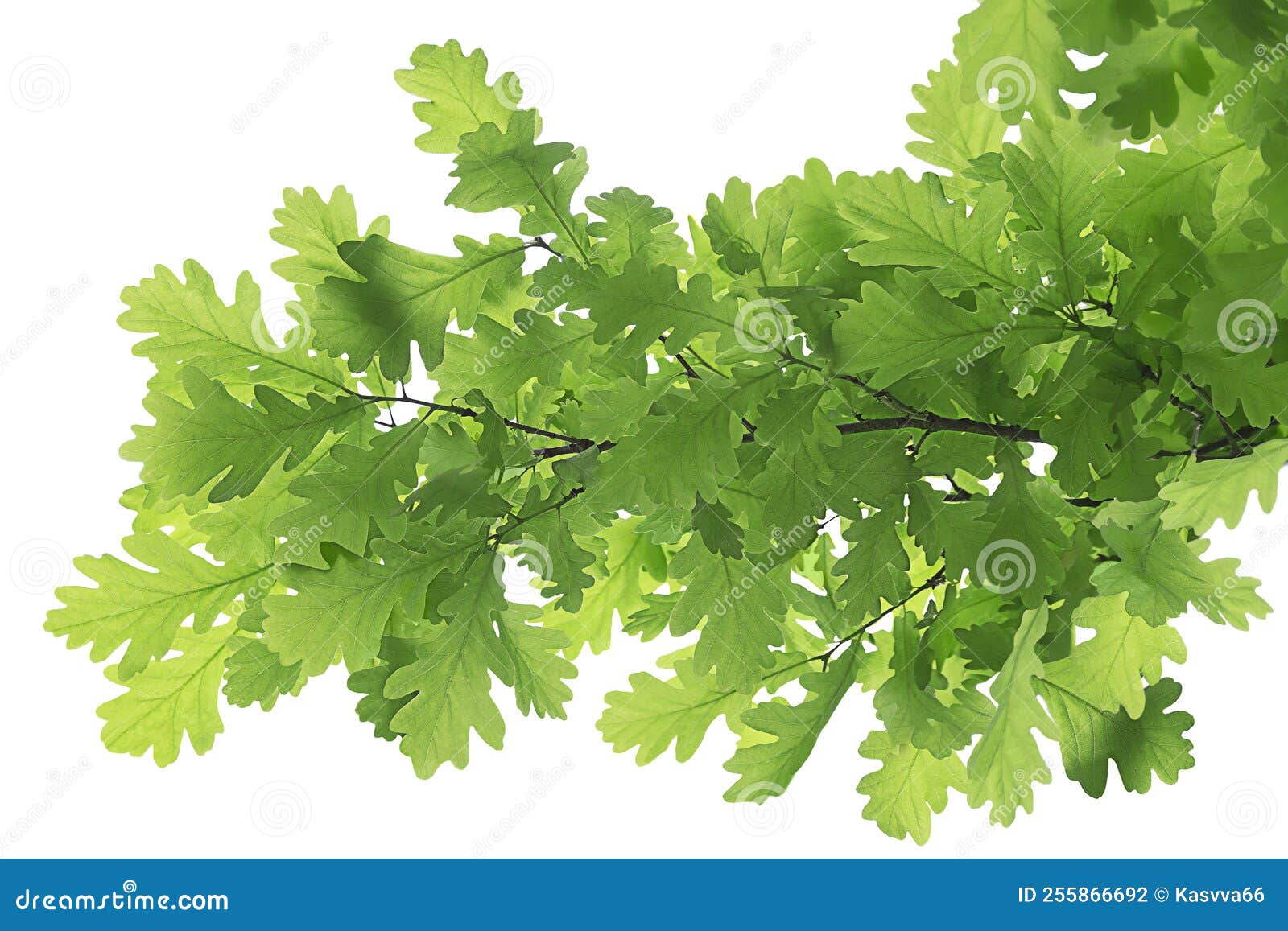 Green Oak Leaves , Highlighted on a White Background Stock Photo ...