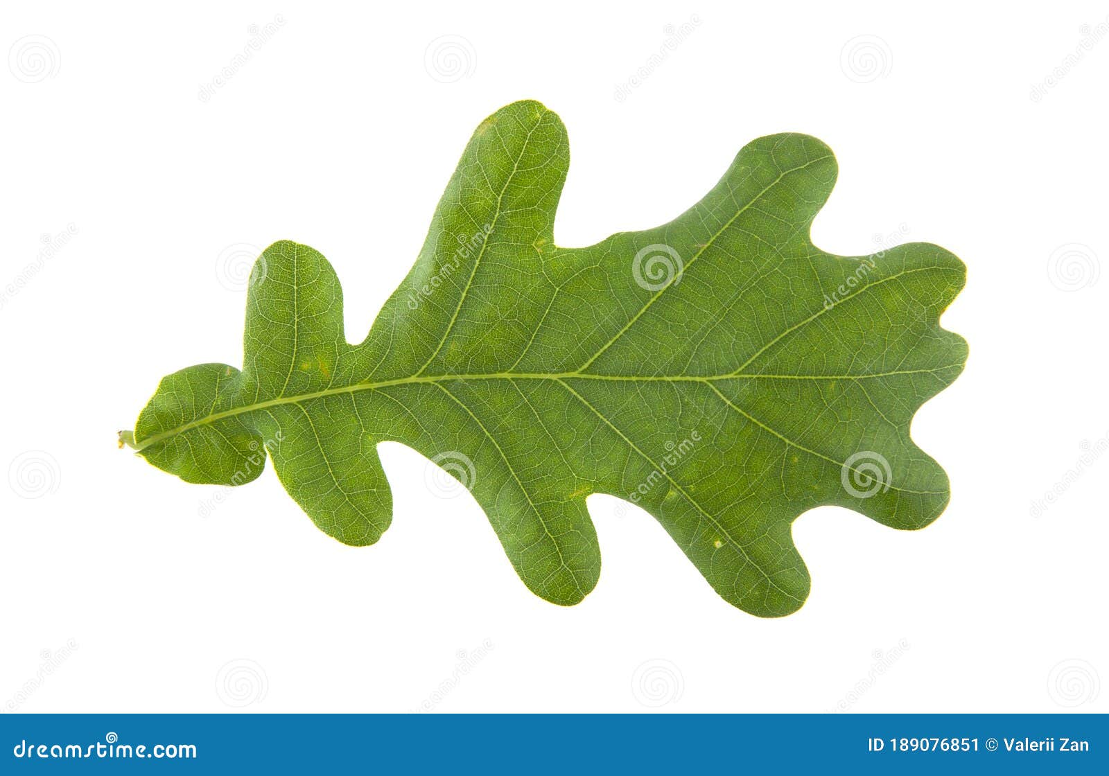 Green Oak Leaves Isolated on White Background Stock Image - Image of ...