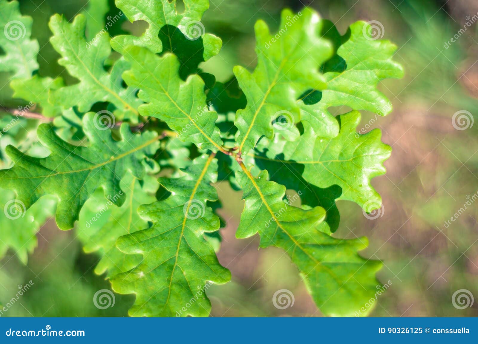 Green oak leaves stock image. Image of beauty, summer - 90326125