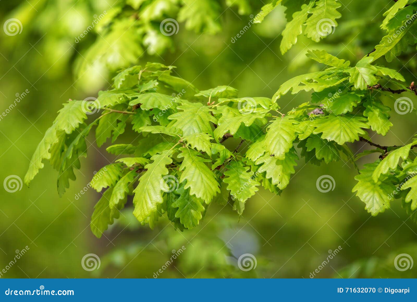 Green Oak Leaves (Quercus Petraea) Stock Photo - Image of leaves ...
