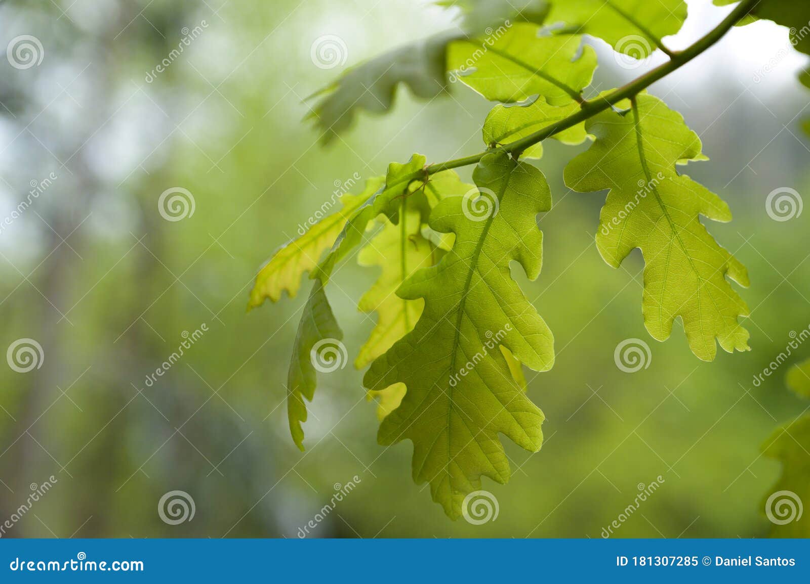 Green oak leaves stock image. Image of color, greening - 181307285