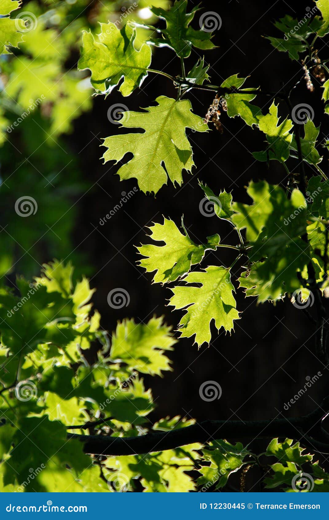 Green Oak Leaves in Springtime Stock Image - Image of summer, high ...