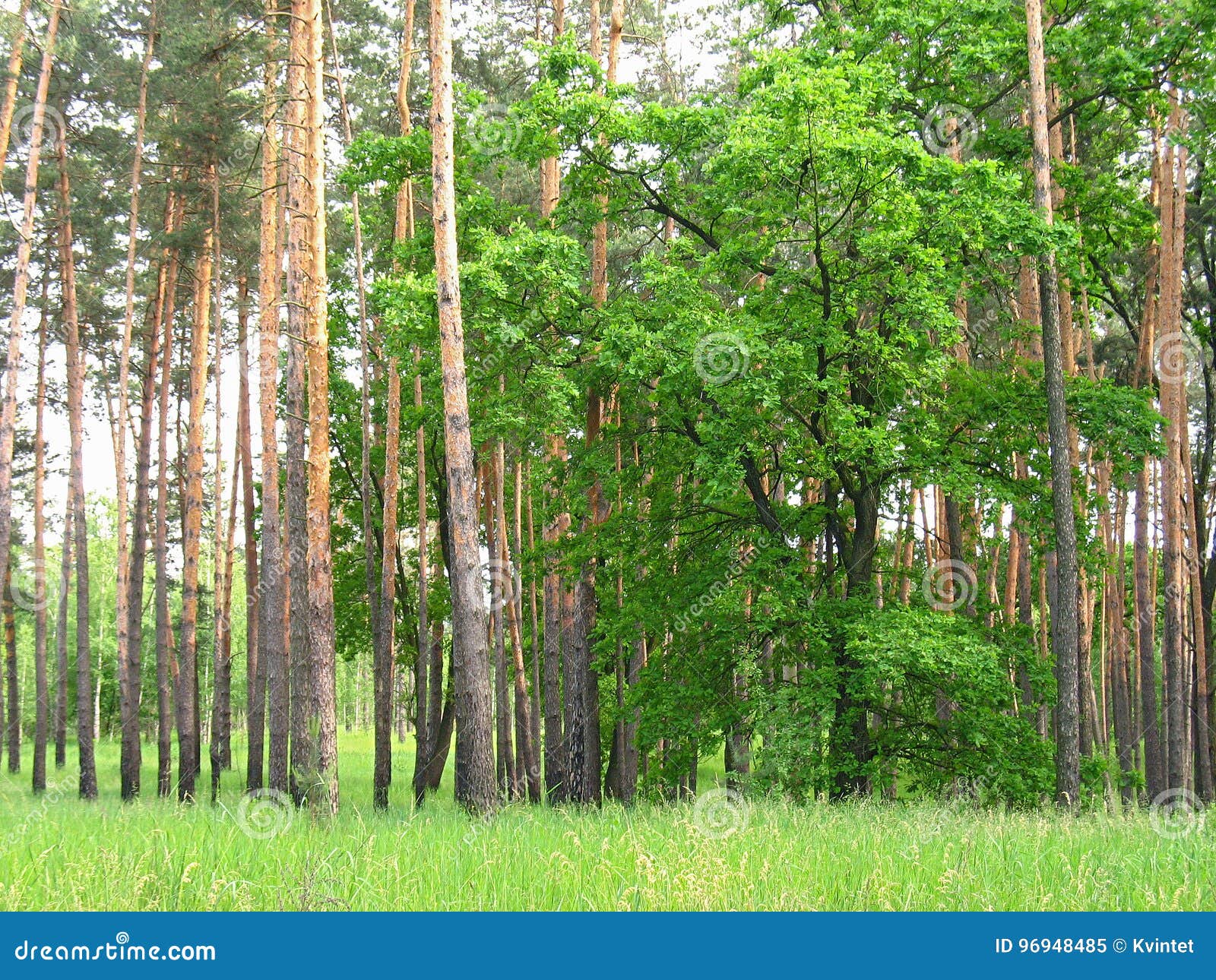 Green Oak in a Pine Forest in Spring Stock Image - Image of nature ...